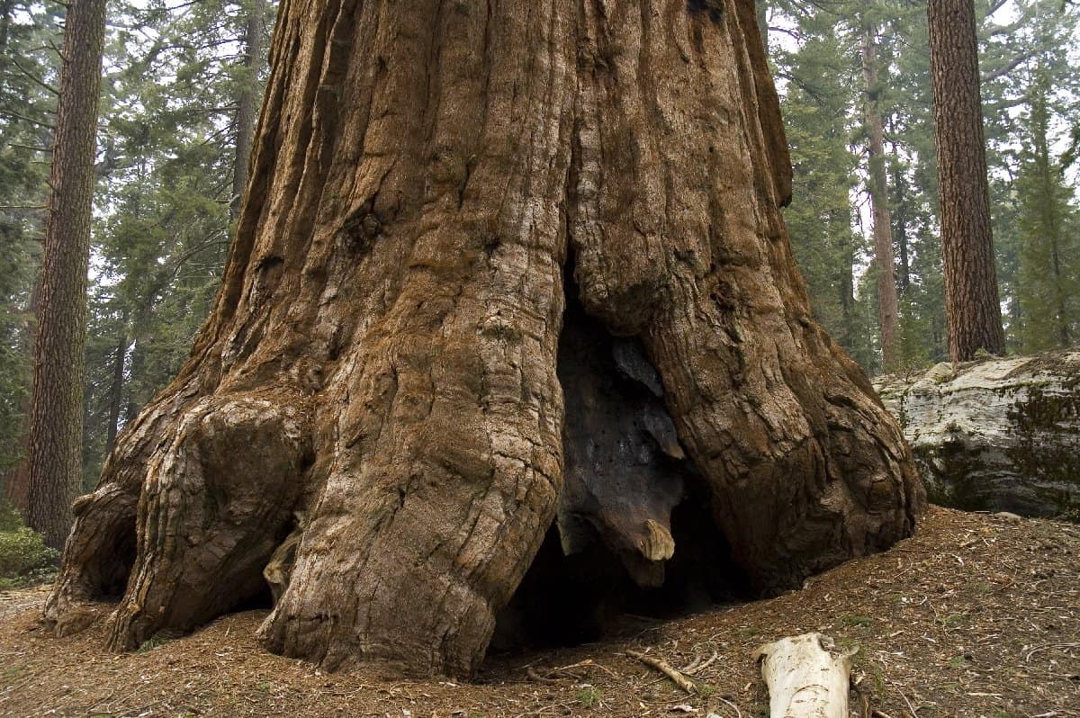 Wooden Giants: The 10 Largest Trees in the World