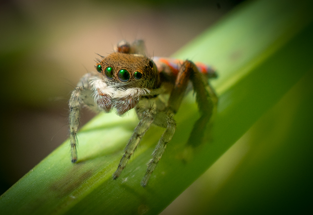 15 Crazy Weird Animal Behaviors That Scientists Can’t Explain