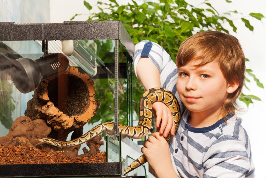 10 Essential Things You Need to Know Before Getting Your First Pet Snake