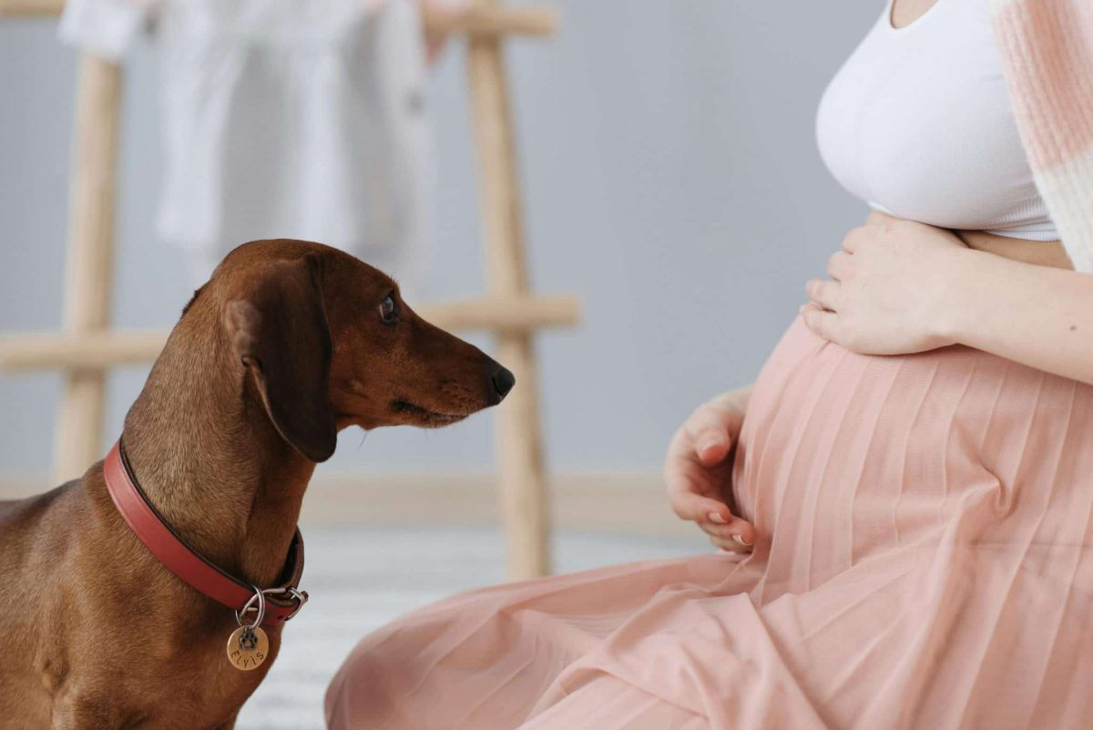 9 Surprising Ways Dogs Have A Sixth Sense 9 Surprising Ways Dogs Have A Sixth Sense
