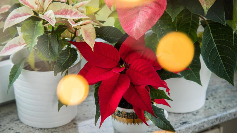 Weihnachtssterne Richtig Pflegen