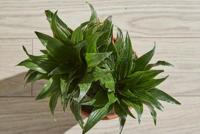 How to Grow and Care for Dracaena Janet Craig, a Low-Maintenance Houseplant