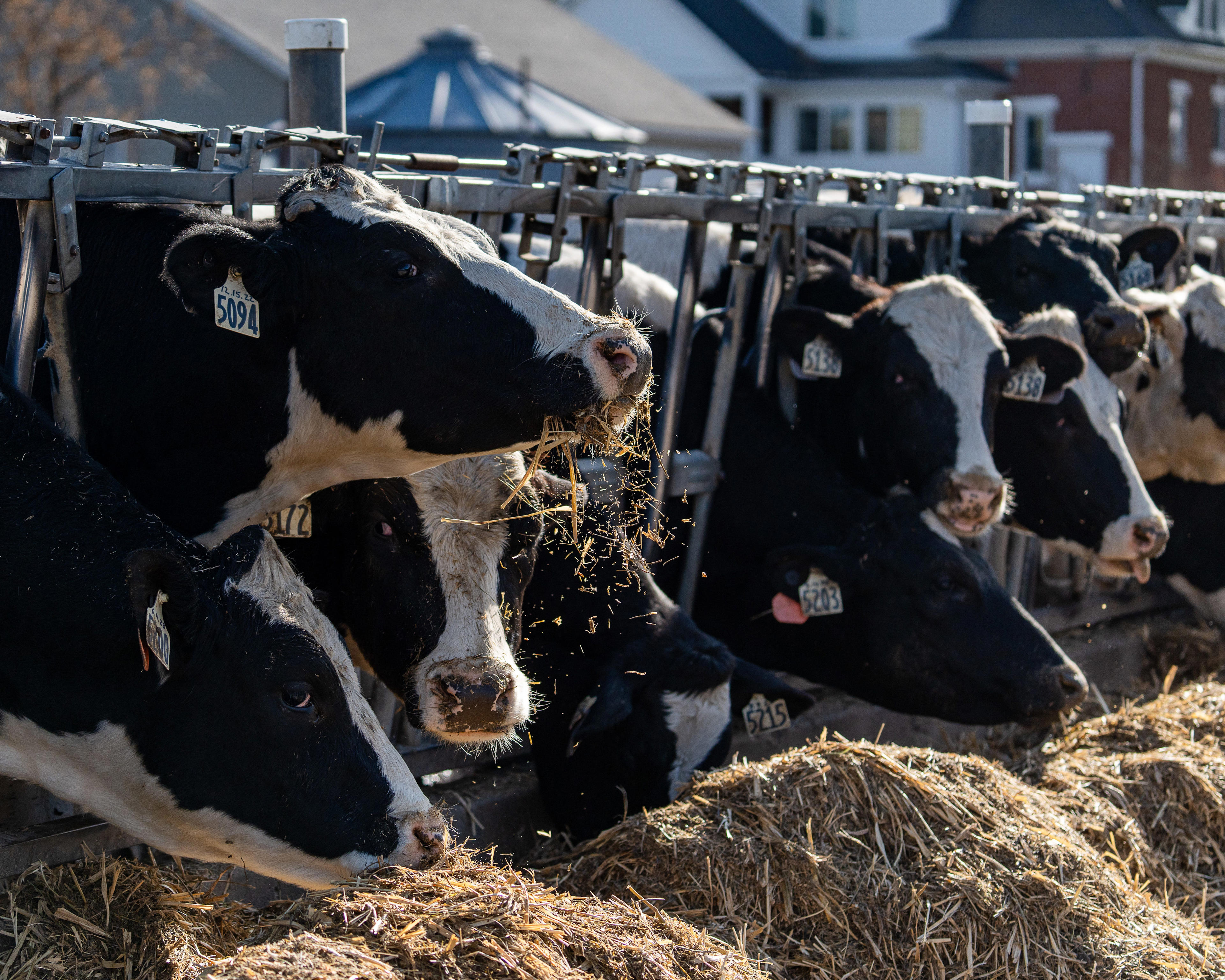 Bird flu in Nevada: Second dairy cow case in state detected in ...