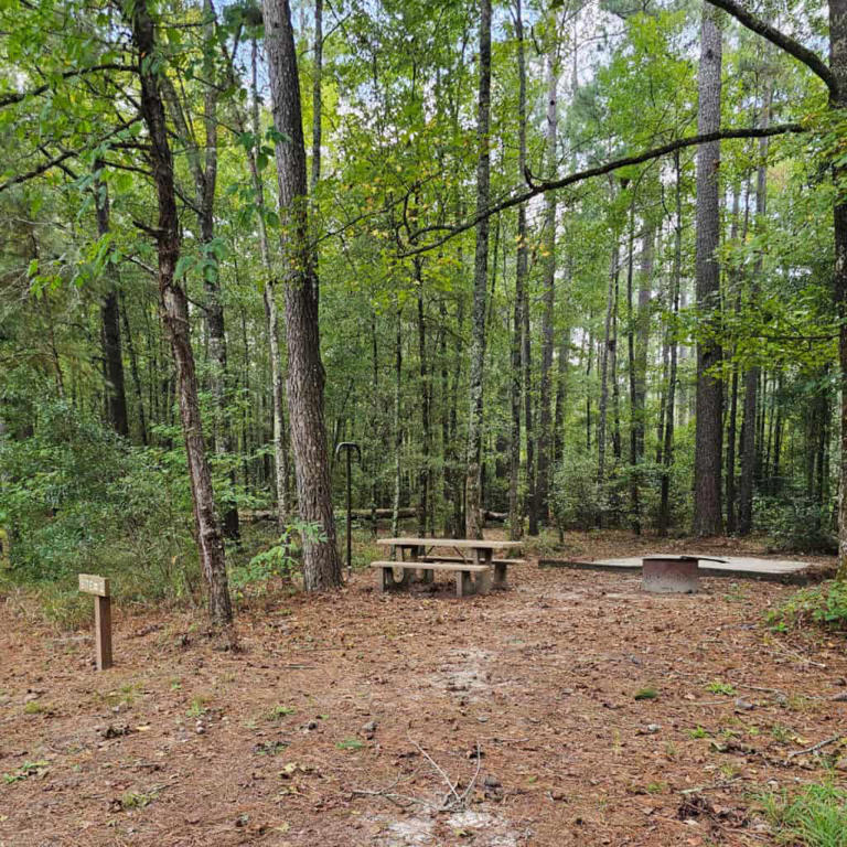 Epic Camping Guide for Congaree National Park- South Carolina