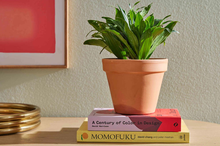 How to Grow and Care for Dracaena Janet Craig, a Low-Maintenance Houseplant