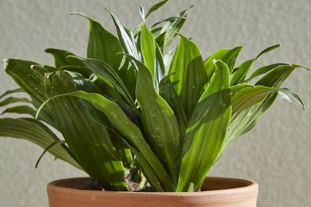How to Grow and Care for Dracaena Janet Craig, a Low-Maintenance Houseplant