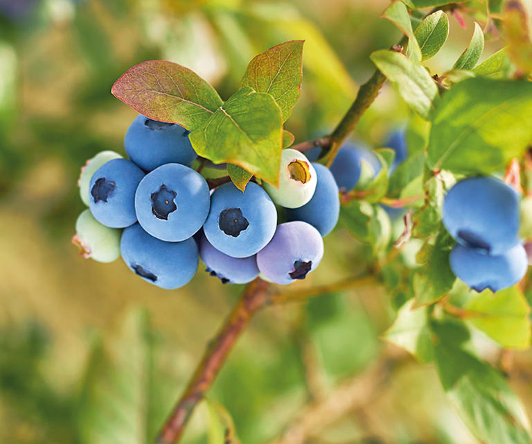 A blueberry farmer reveals the two tell-tale signs of ripe fruits so ...