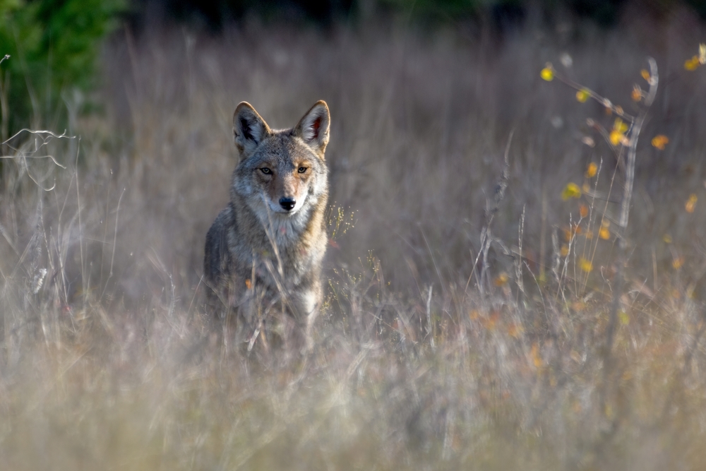Why more wild animals are approaching humans without fear in 2026