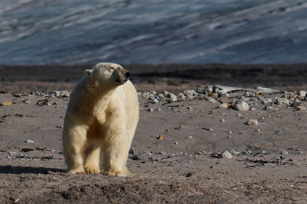14 Breathtaking Animals You’ll Only See In The Untamed Arctic Wilderness