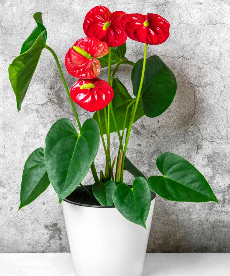 How to propagate an anthurium – plant experts reveal how to multiply these colorful houseplants ...