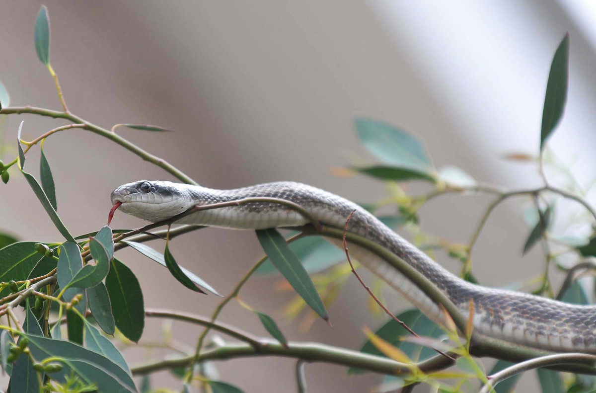 Woman Nearly Attacked By Massive Python In Viral Video