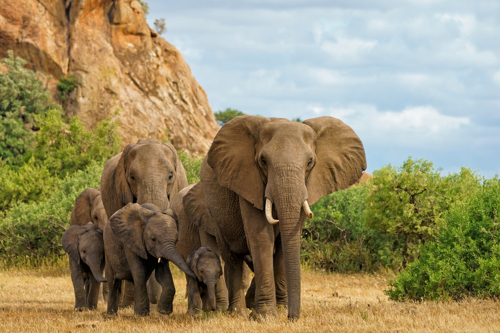 What Us Humans Can Learn From Elephants About Holding Grudges