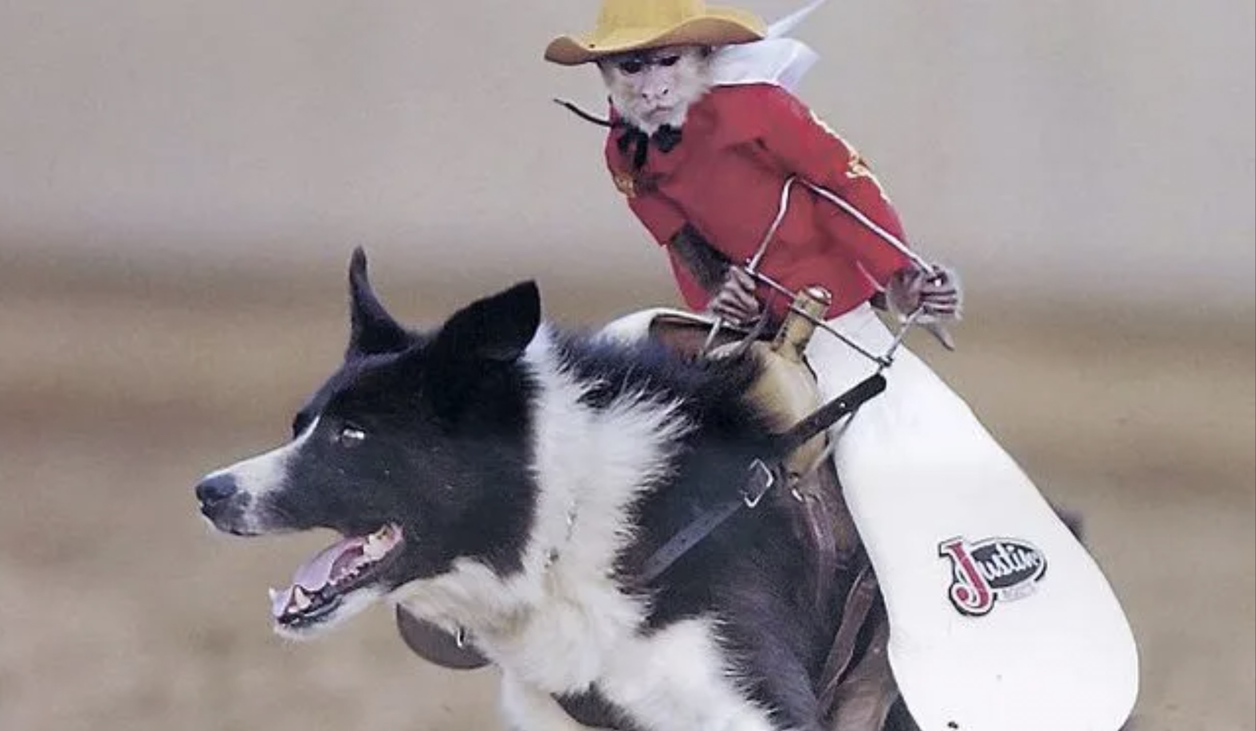 45 Photos of Monkey Rodeo Cowboys Doing Their Thing