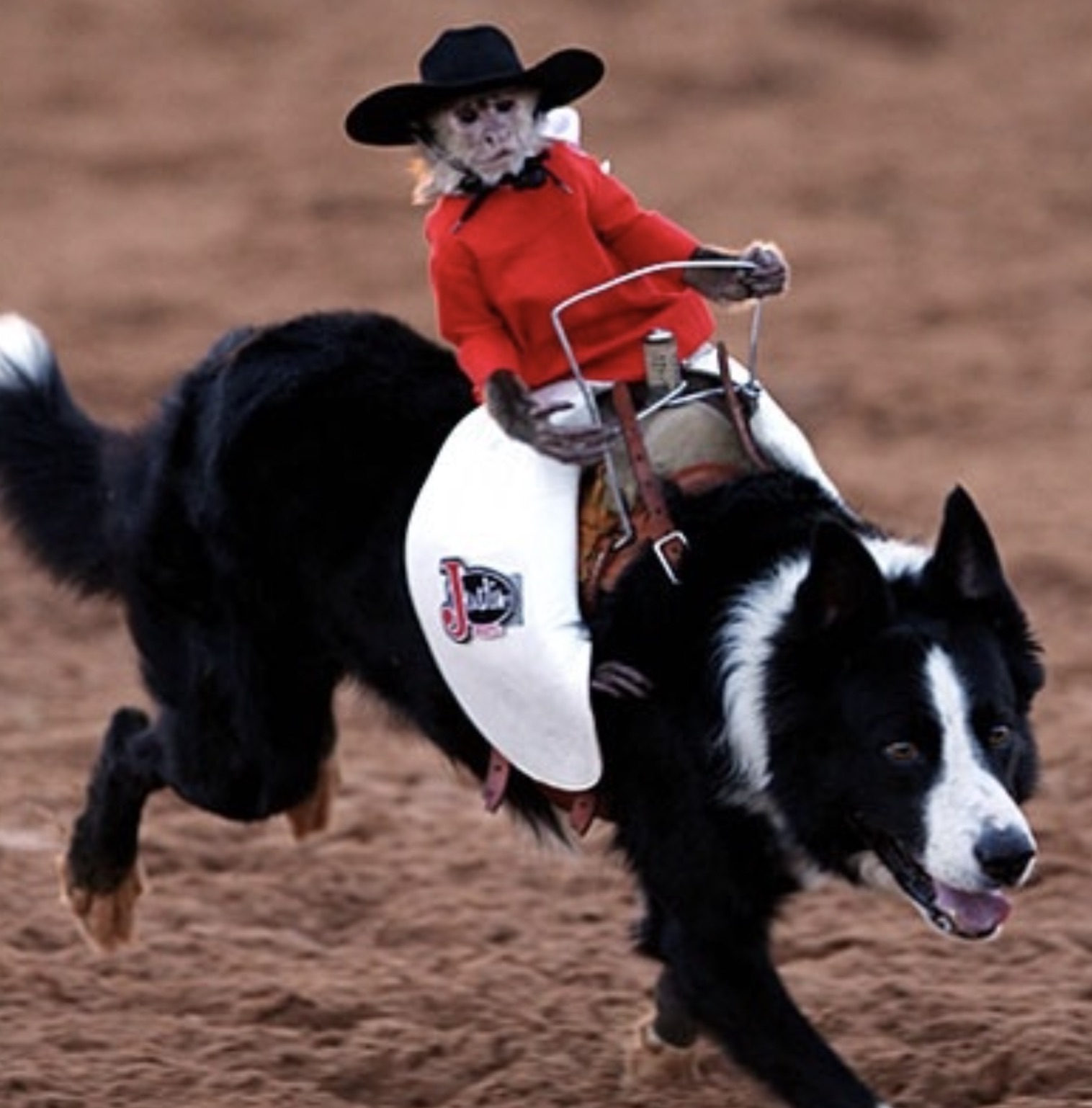 45 Photos of Monkey Rodeo Cowboys Doing Their Thing