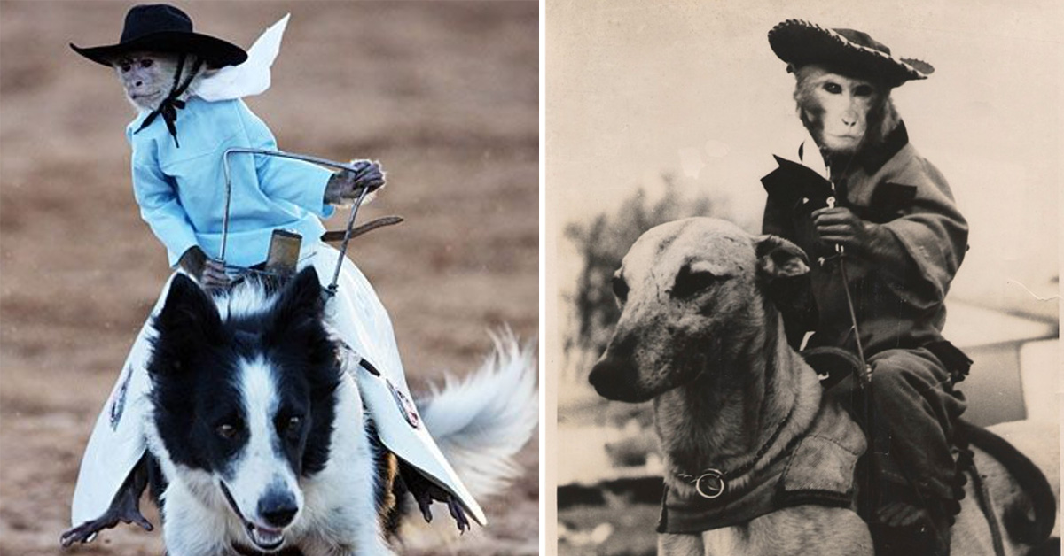 45 Photos of Monkey Rodeo Cowboys Doing Their Thing