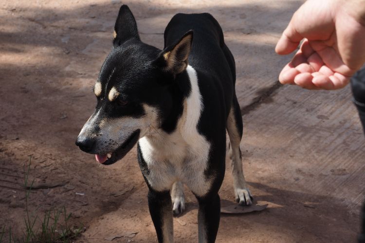 10 Surprising Things Dogs Hate That Most Owners Don’t Know About