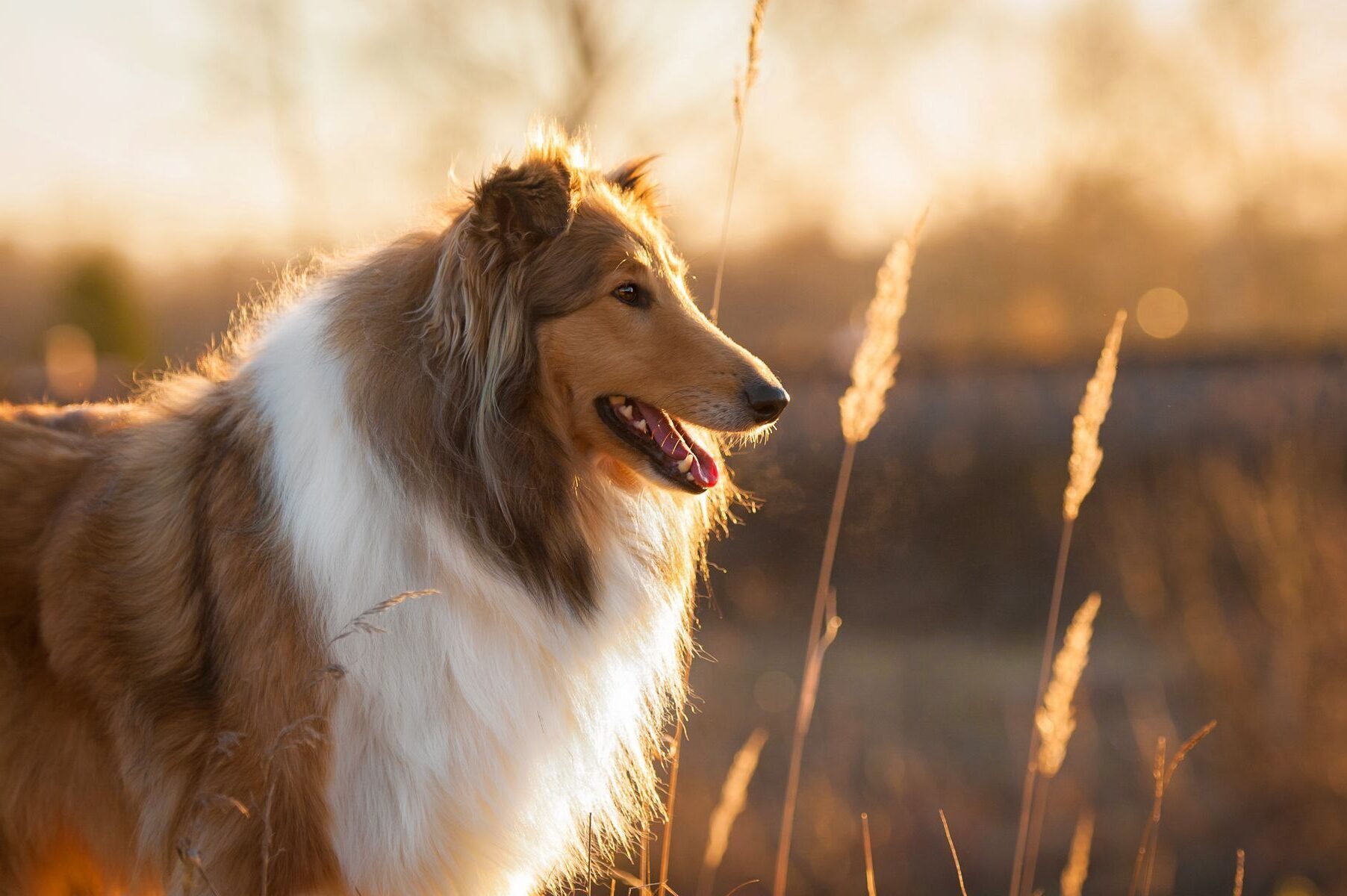 Les 20 races de chiens les plus dociles
