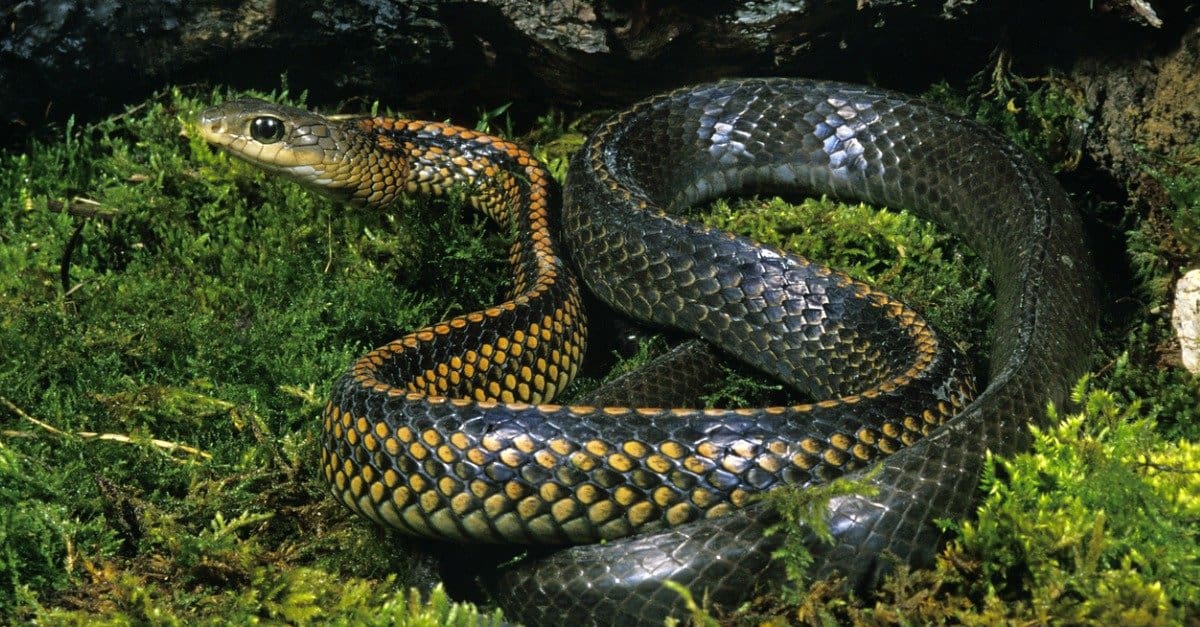 Meet The 8 Rarest Snakes In The World