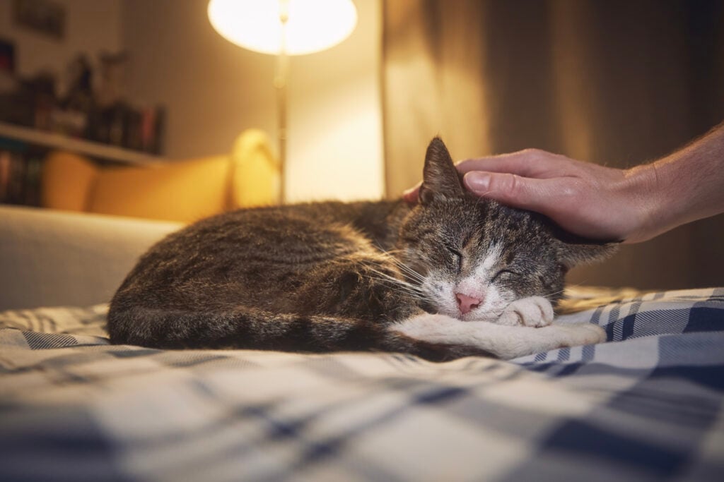 10 Warning Signs Your Cat Might Be Suffering in Pain