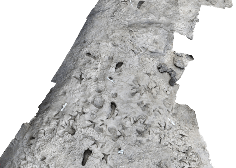 Fossilized footprints reveal 2 extinct hominin species living side by ... Fossilized footprints reveal 2 extinct hominin species living side by ...