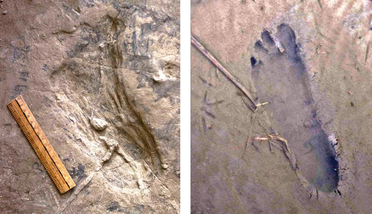 Fossilized footprints reveal 2 extinct hominin species living side by ... Fossilized footprints reveal 2 extinct hominin species living side by ...