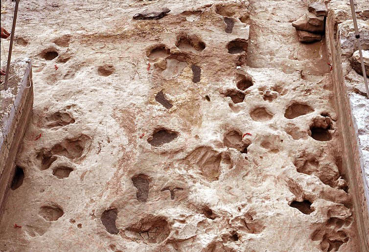 Fossilized footprints reveal 2 extinct hominin species living side by ... Fossilized footprints reveal 2 extinct hominin species living side by ...