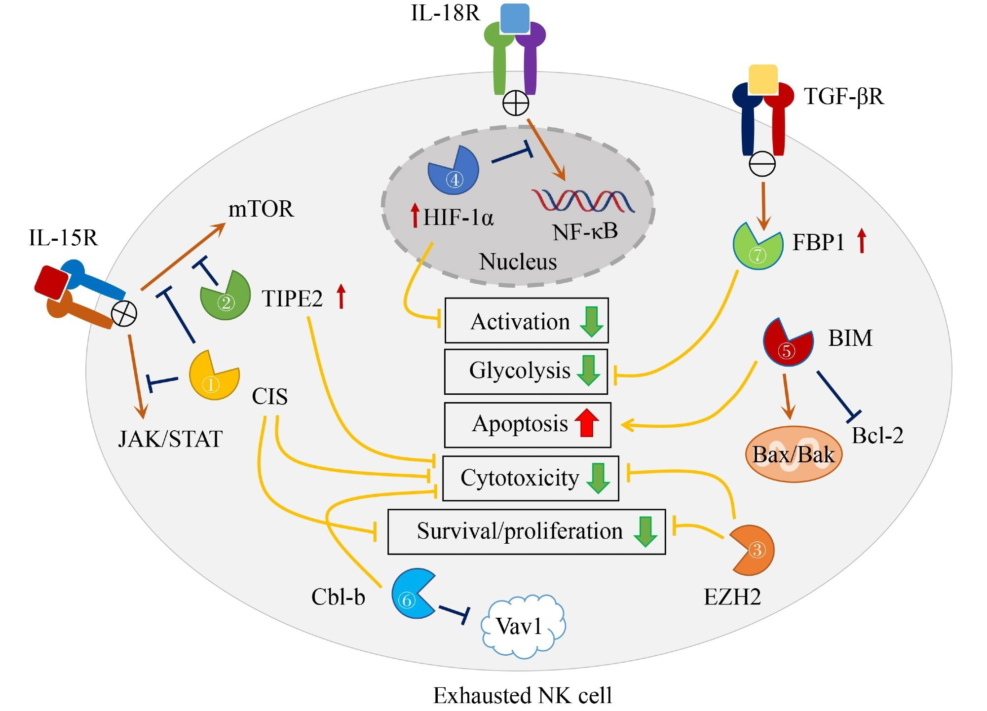 Comprehensive Review of Intracellular Checkpoints in NK Cell Biology ... Comprehensive Review of Intracellular Checkpoints in NK Cell Biology ...