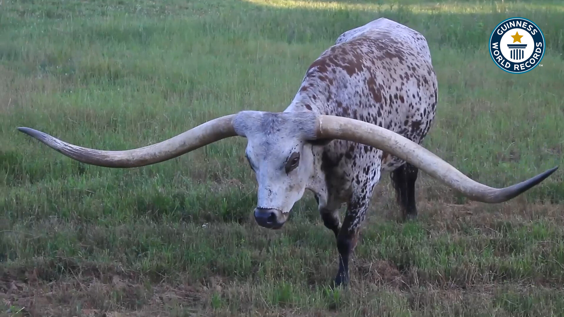 Conheça Poncho Via, o Longhorn do Texas com chifres que quebram recordes