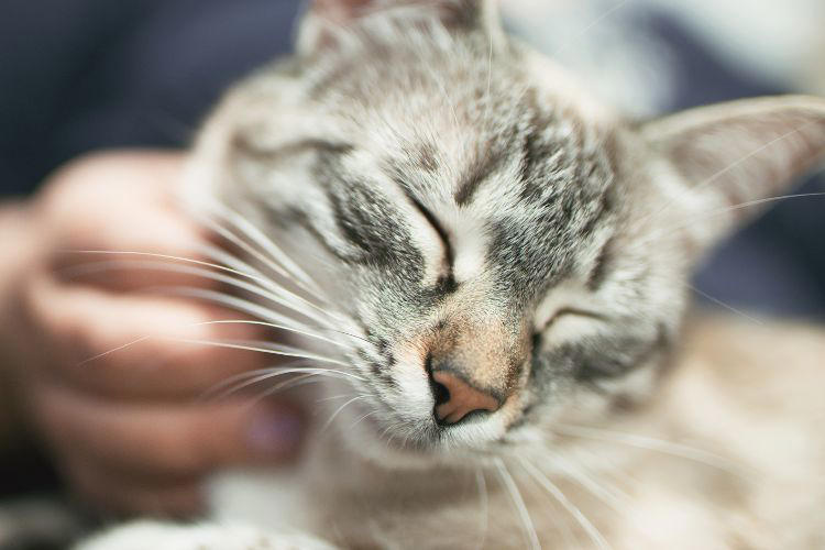 The Real Reasons Your Cat Purrs When You Pet It Might Shock You!