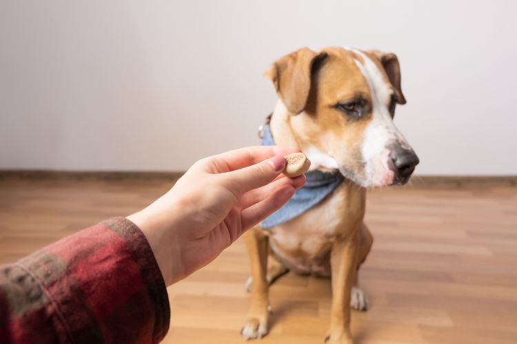 These 15 Habits Mean Your Dog Thinks They’re Alpha—and You’re Not