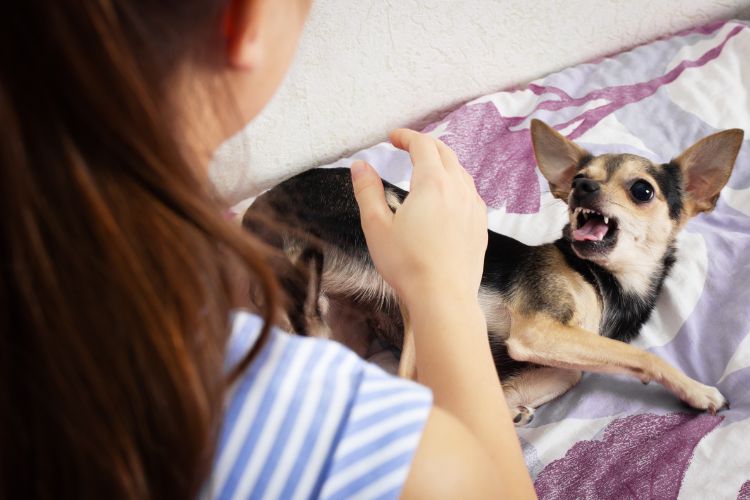 Clear signs your dog is not happy with you