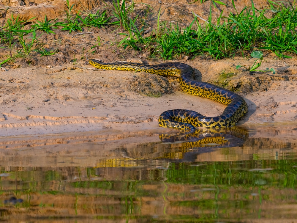 12 Of The Most Terrifying Snake Attacks On Humans Ever Recorded