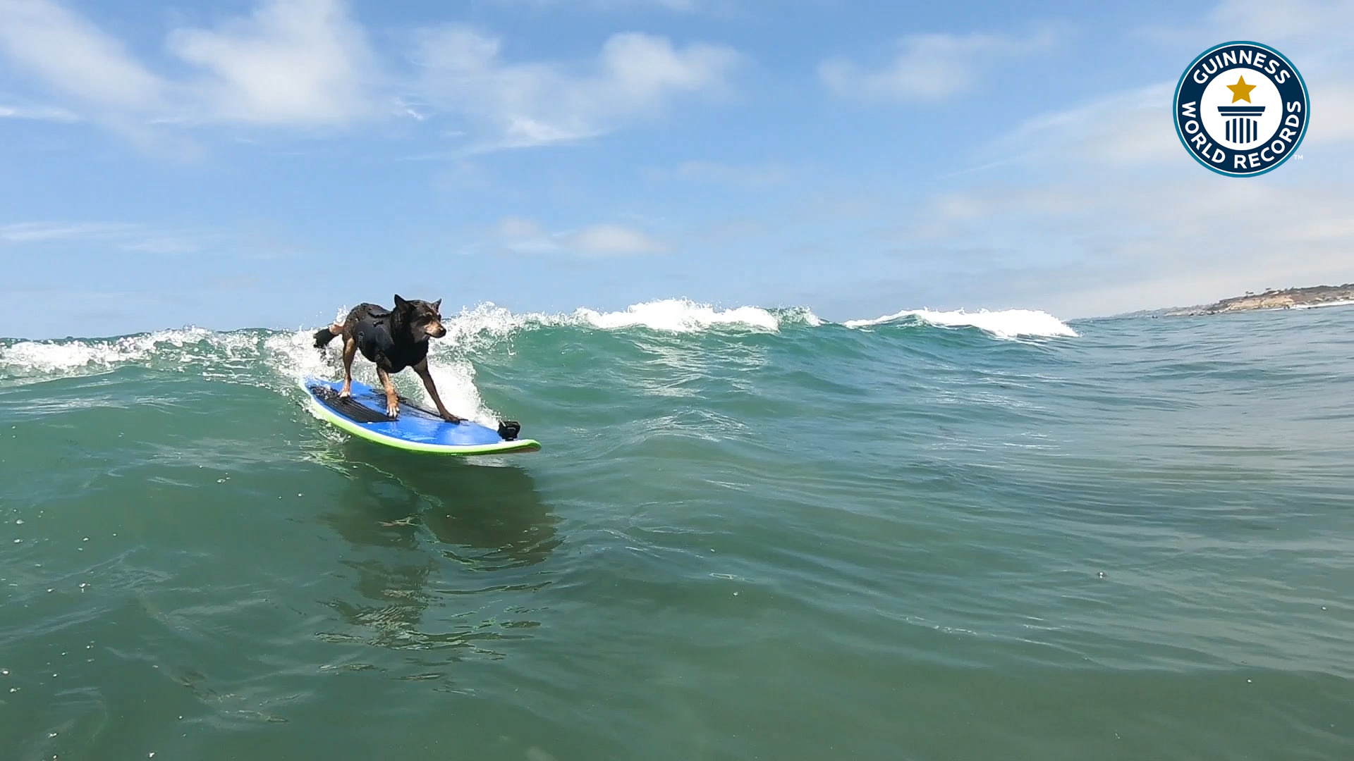 Abbie, der surfende Hund, bricht Wellen und Rekorde