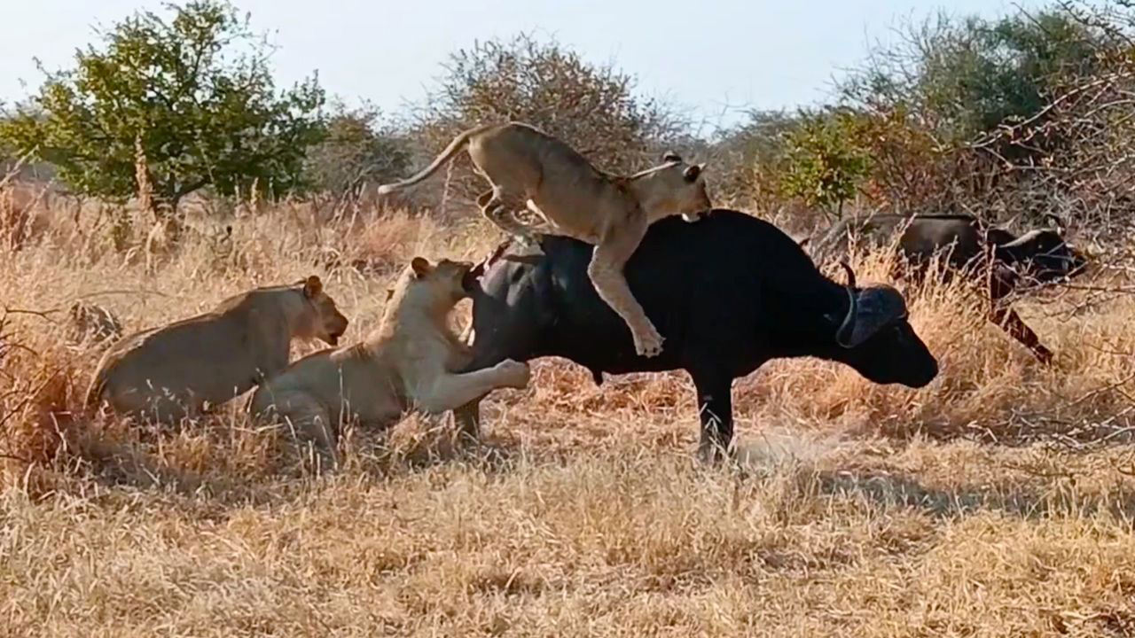 Una manada de leones ataca a un búfalo, pero la manada llega al rescate Una manada de leones ataca a un búfalo, pero la manada llega al rescate