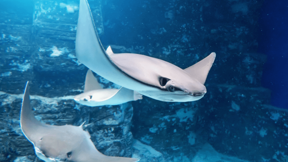 Beachgoers reminded to shuffle feet in water to avoid stingray encounters