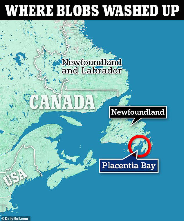 Scientist solved the mystery of bizarre white blobs on Canadian coast Scientist solved the mystery of bizarre white blobs on Canadian coast