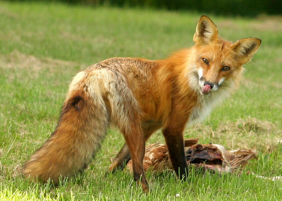 Loudoun County fox tests positive for highly contagious bird flu, first ...
