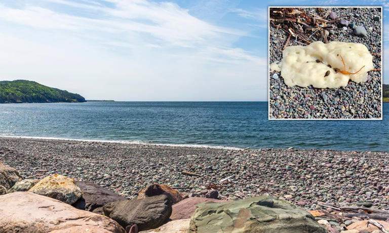 Scientist solved the mystery of bizarre white blobs on Canadian coast Scientist solved the mystery of bizarre white blobs on Canadian coast