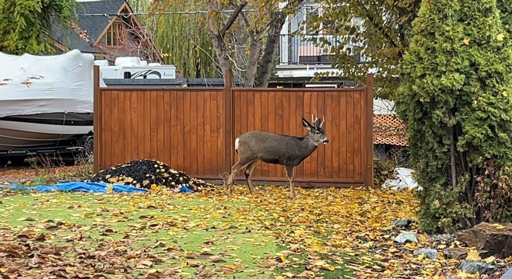 ‘I’m nervous’: Deer attack prompts call for more signage in Kelowna ‘I’m nervous’: Deer attack prompts call for more signage in Kelowna
