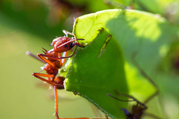 Mind-Control Fungus Turns Insects into Zombies Mind-Control Fungus Turns Insects into Zombies