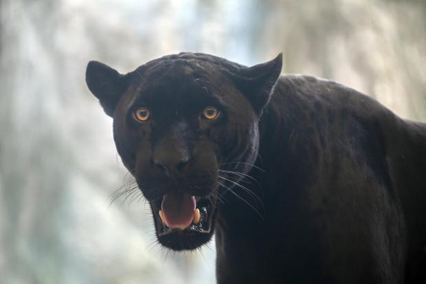 Big black cat spotted near Mamble: 'it was just meters away'