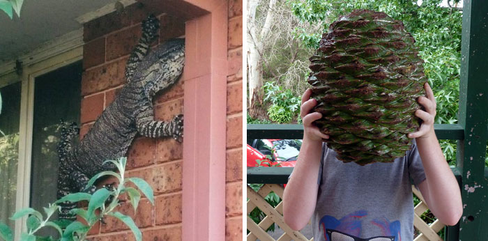 Australia is the land of 'nope', and these 73 pictures prove it