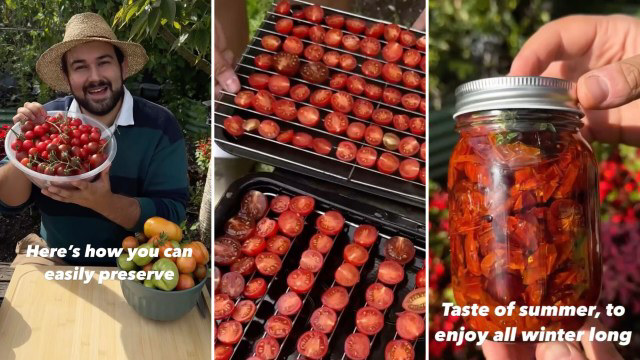 Gardener shares foolproof method to preserve tomatoes for fresh tastes ... Gardener shares foolproof method to preserve tomatoes for fresh tastes ...