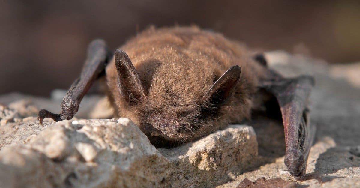 The 13 Most Common Bat Types in Ohio and The Risks They Pose