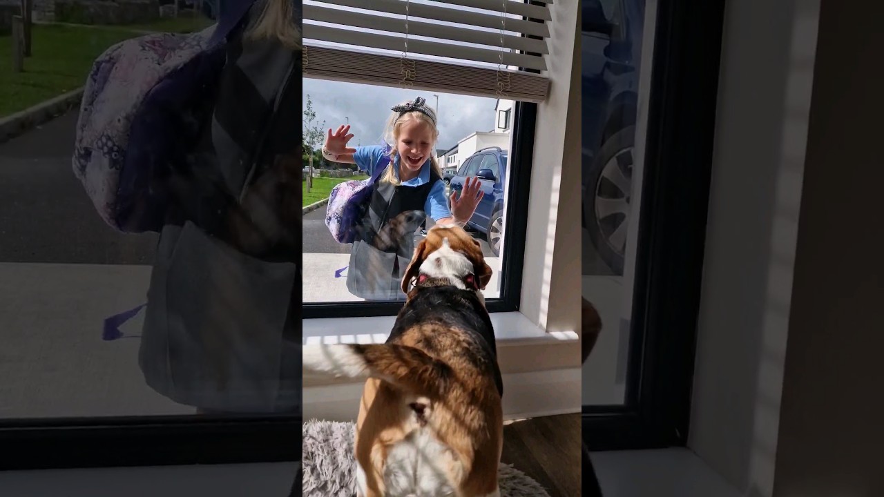 Beagle’s Sweetest Welcome Home Moment