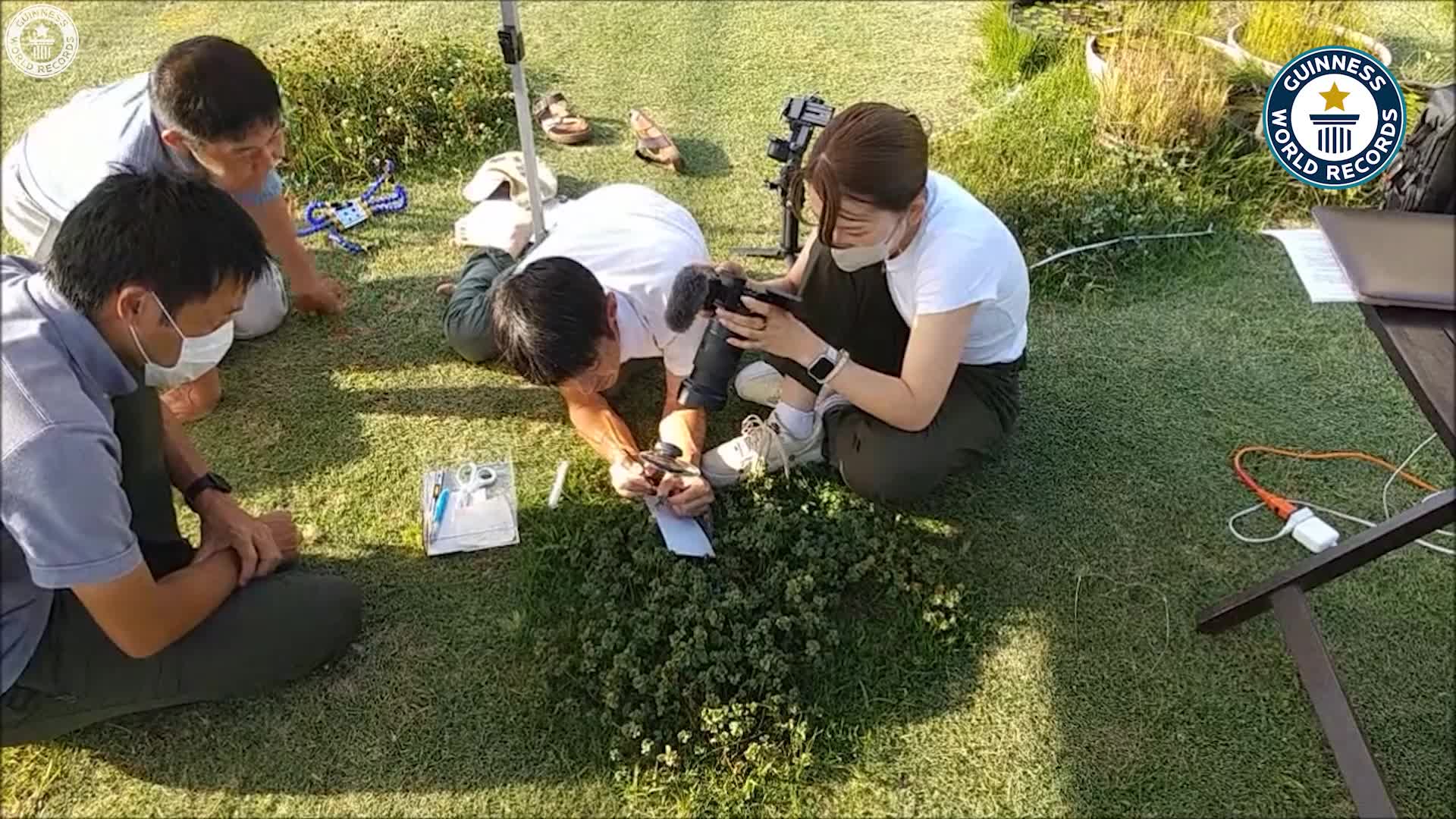 Record-breaking Clover with 63 Leaves