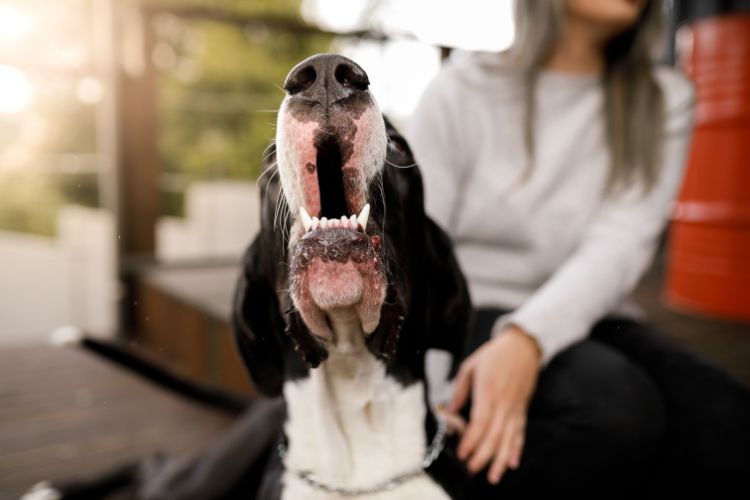 Is Your Dog Guilty of These 15 Annoying Behaviors?