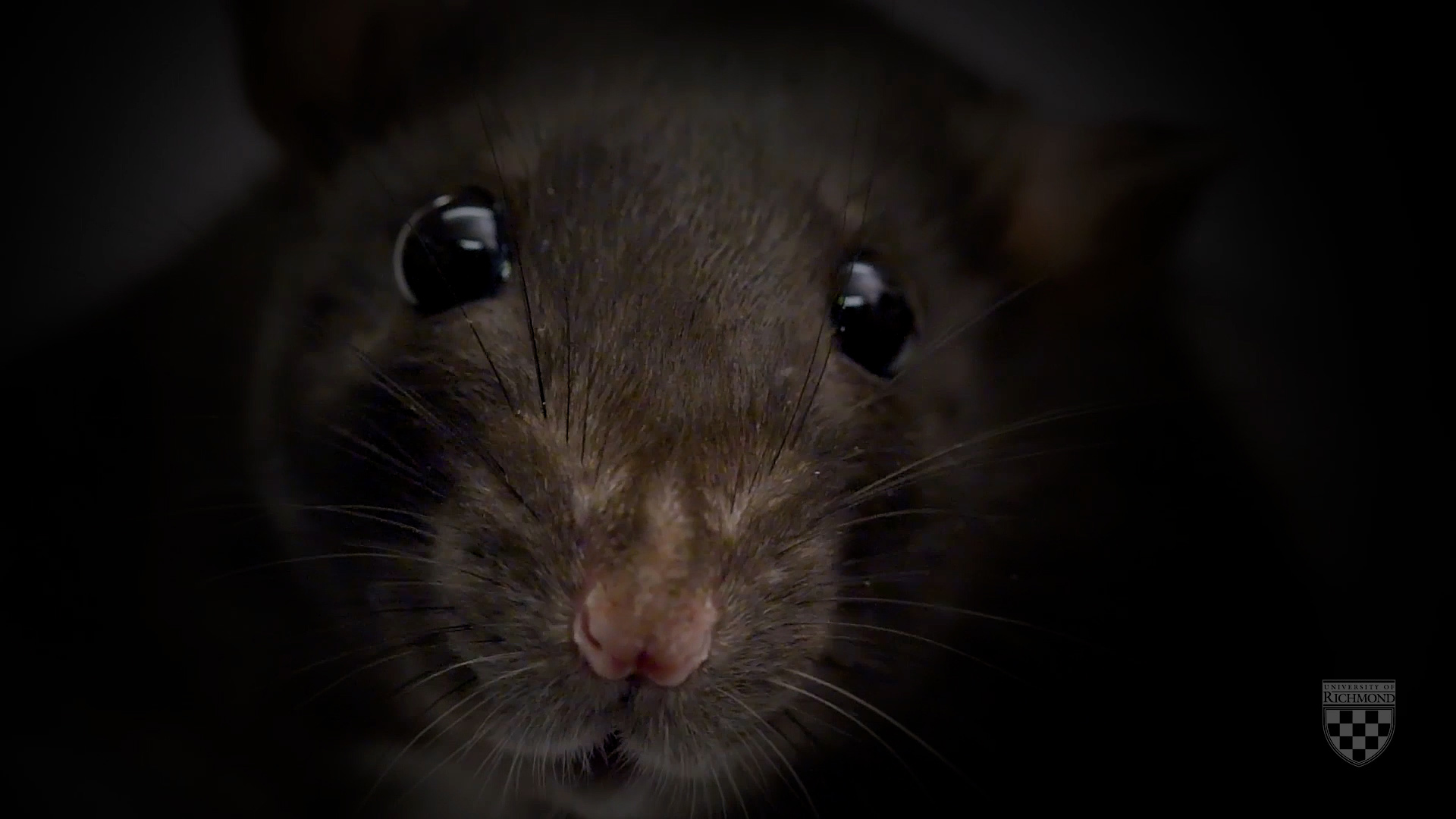 RAW VIDEO: Scientists Have Trained Rats To Drive Rodent Version Of ... RAW VIDEO: Scientists Have Trained Rats To Drive Rodent Version Of ...