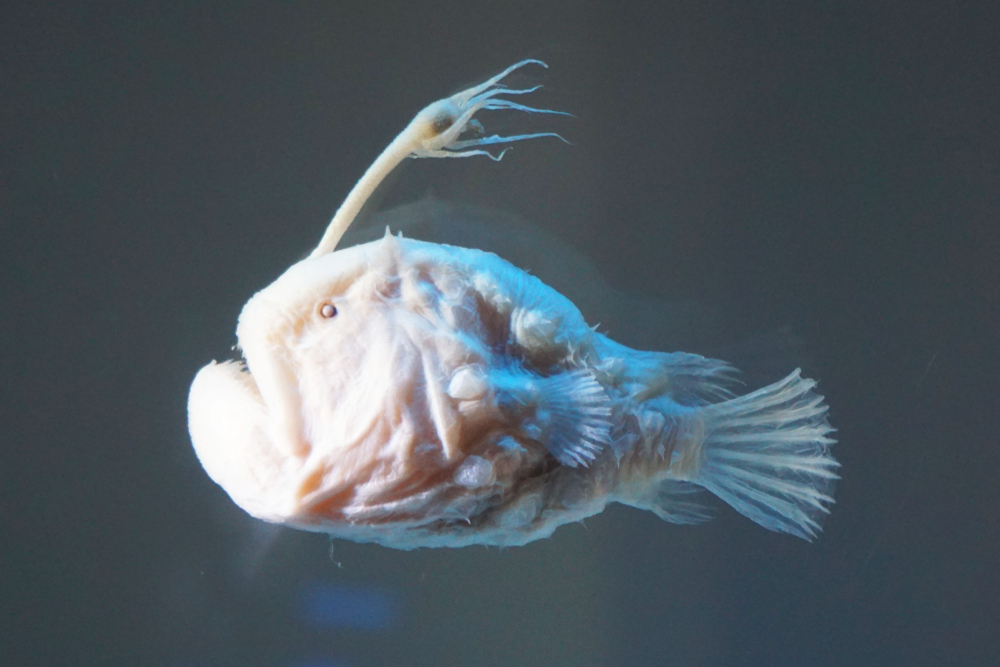 12 Surreal Creatures of the Deep Ocean That Will Haunt Your Dreams