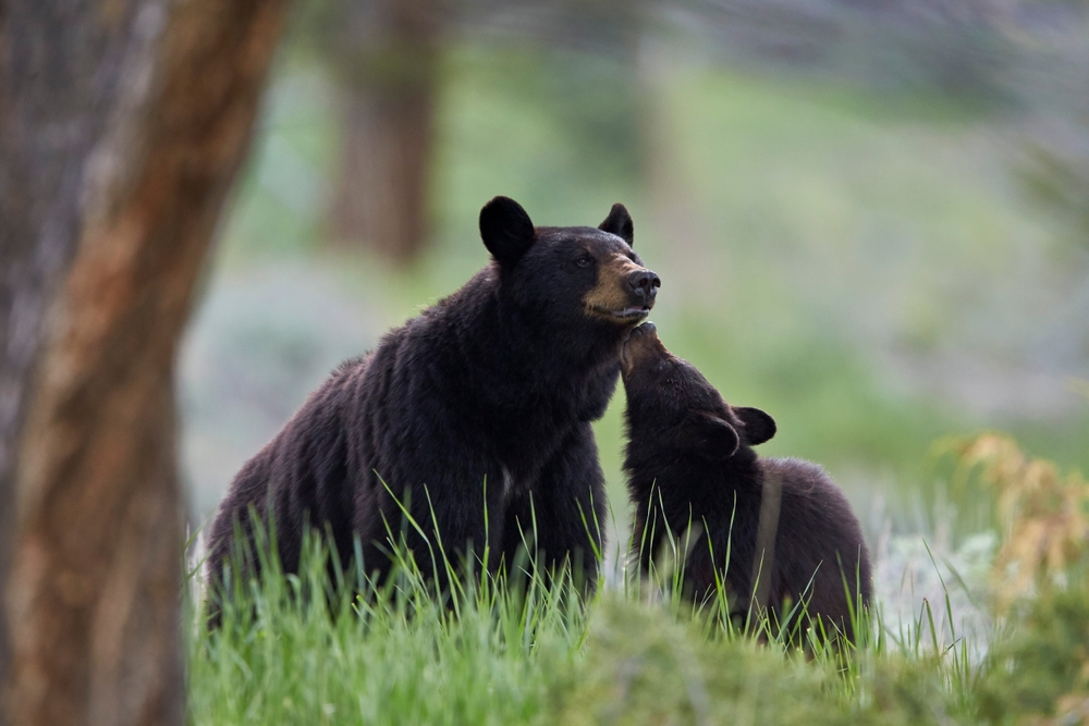 14 Times Wildlife Photographers Caught Animals Being Total Goofballs
